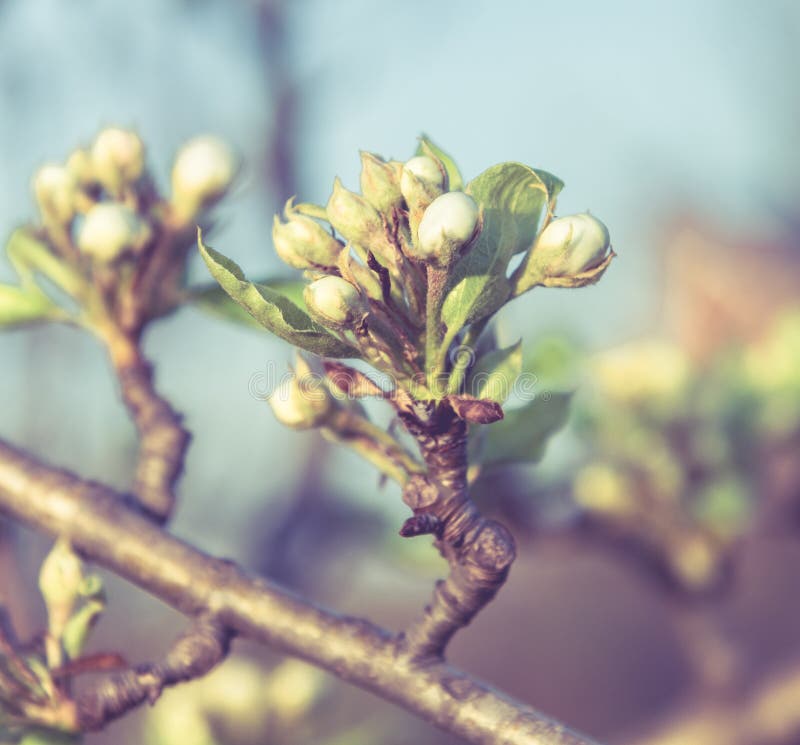 Flowering branch stock photo. Image of flowers, branch - 69603108