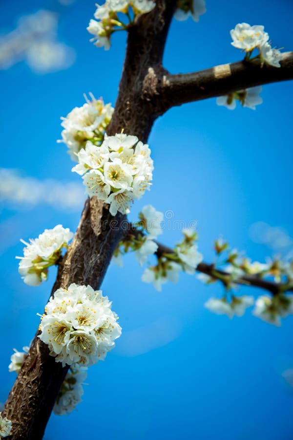 Flowering branch stock photo. Image of blossom, growth - 69539356