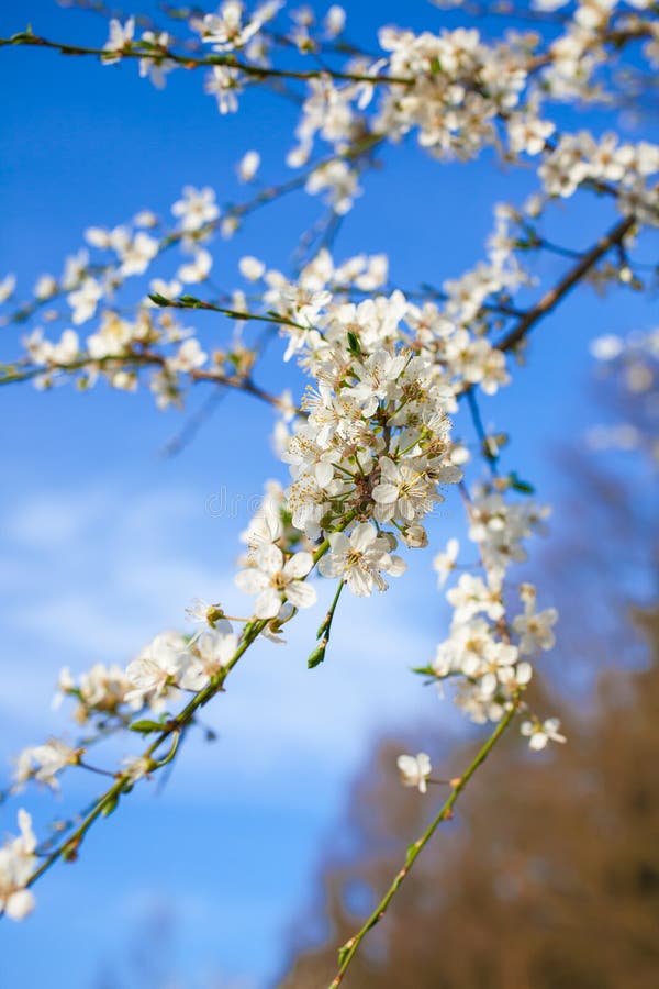 Flowering branch stock image. Image of blooming, leaves - 67686801