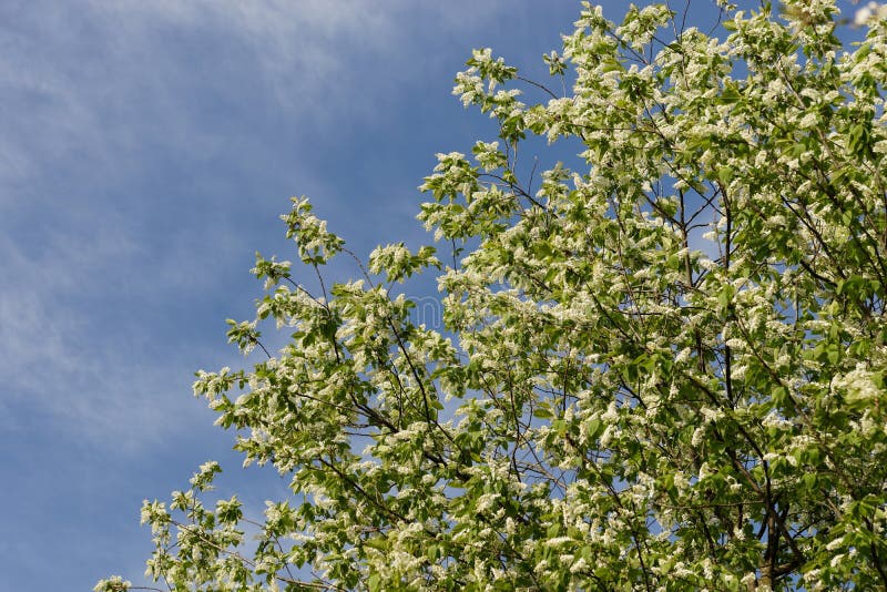 Flowering branch. stock photo. Image of blooming, march - 51869568