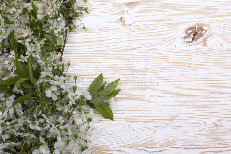 Flowering Branch of Cherry on the Wooden Board. Stock Photo - Image of ...