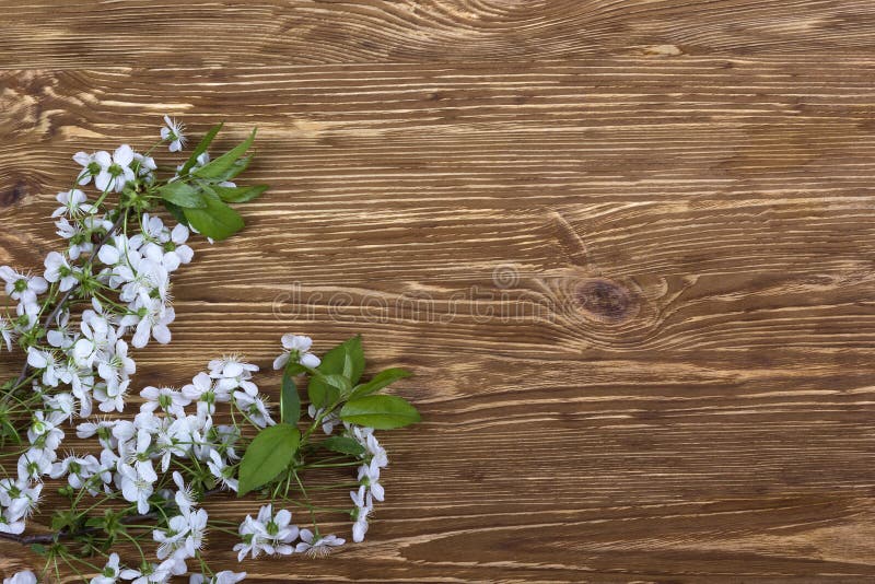 Flowering Branch of Cherry on the Wooden Board. Stock Photo - Image of ...
