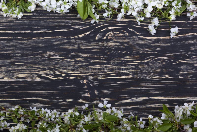 Flowering Branch of Cherry on the Wooden Board. Stock Photo - Image of ...