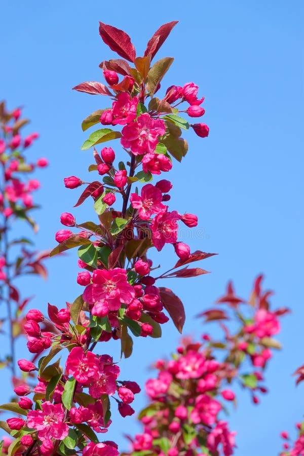 Flowering branch stock photo. Image of buds, spring - 274522976