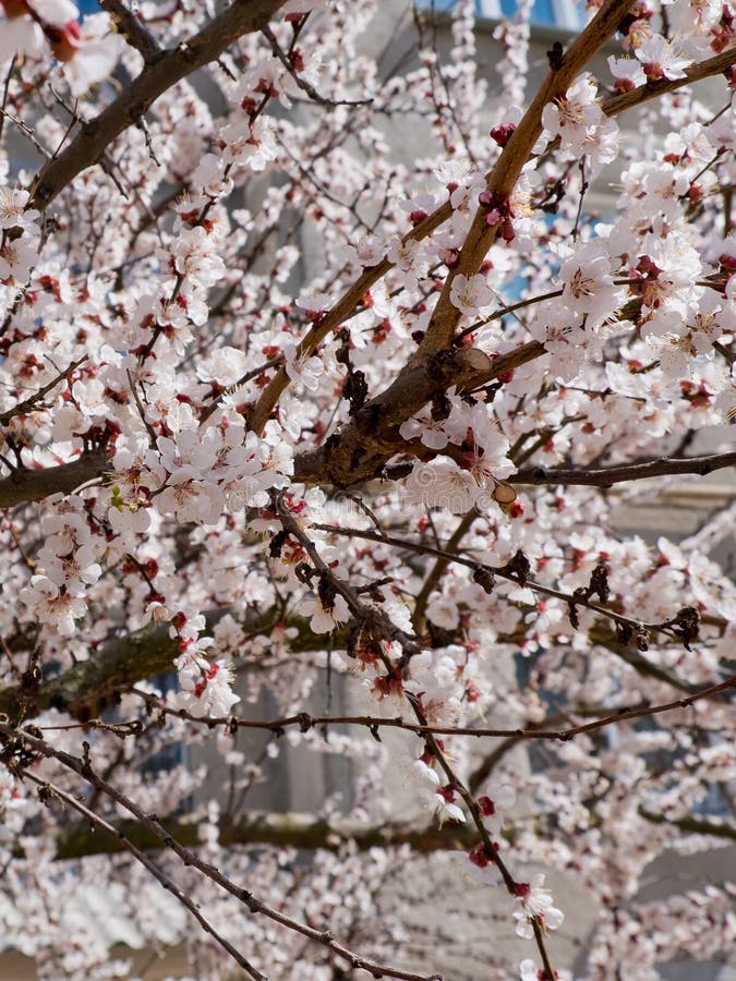 Flowering branch close-up. stock photo. Image of petal - 178969656