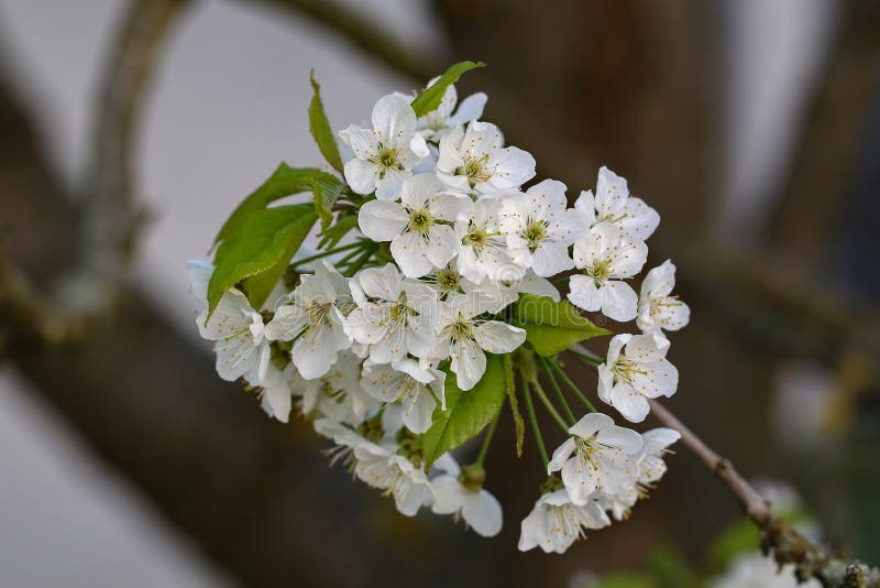 Flowering Branch of Fruit Tree Stock Image - Image of white, petal ...