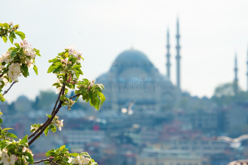 Blooming Tree Branch with Blurred View of Mosque in Istanbul, Turkey ...
