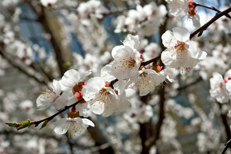 Flowering branch in garden stock image. Image of branch - 115895295