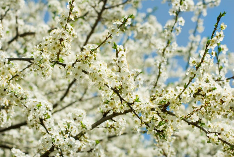 Flowering branch in garden stock photo. Image of growing - 115895304