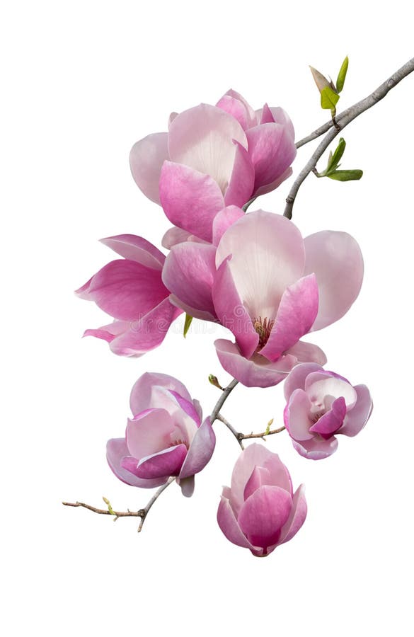 Flowering Branch of Magnolia Cut-out Stock Image - Image of soulangeana ...