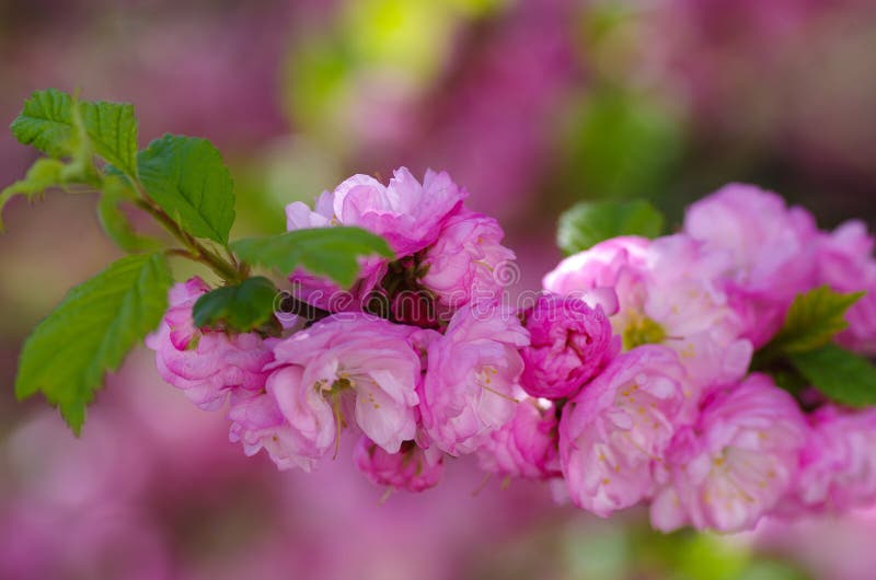 Flowering branch of peach stock photo. Image of physiological - 184598232