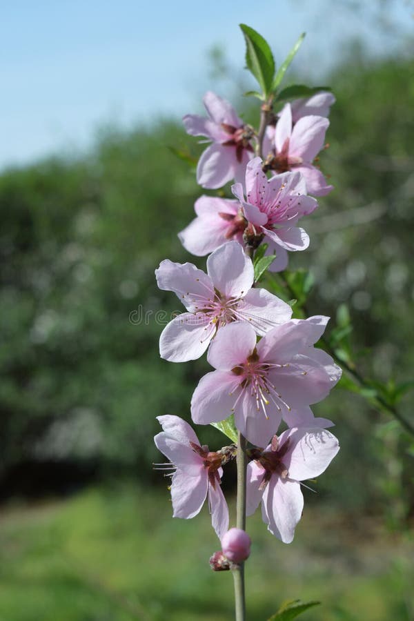 Flowering branch of peach stock image. Image of branch - 142135075