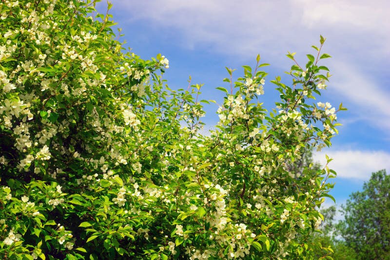 Flowering Branch of Pear Forest Bright Sunny Day. Stock Image - Image ...