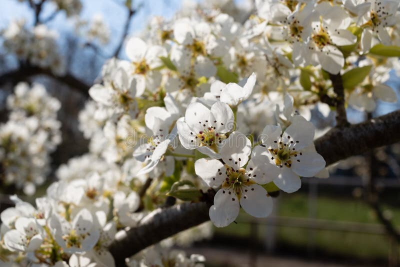 Flowering Branch Pear, Spring and Warm Season Stock Photo - Image of ...