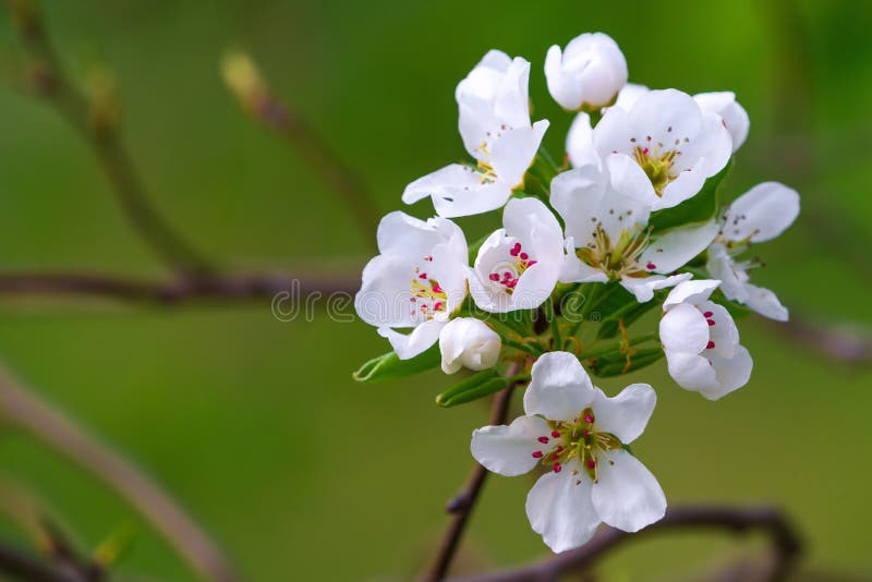 Flowering Branch of Pear Tree Stock Image - Image of garden, flora ...
