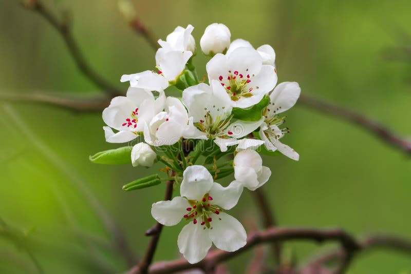 Flowering Branch of Pear Tree Stock Photo - Image of blooming, green ...