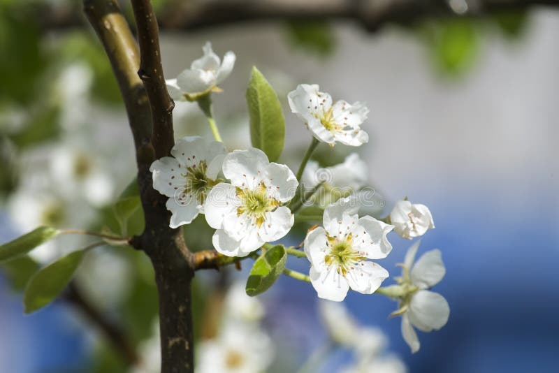 Flowering Branch of a Pear Tree Stock Image - Image of nature, petal ...