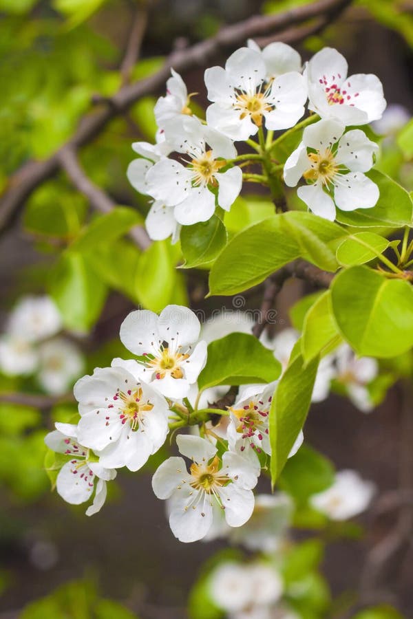 Flowering Branch of Pear Tree Stock Photo - Image of flower, white ...