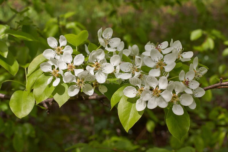 Flowering Branch of Pear Tree in the Spring. Stock Photo - Image of ...