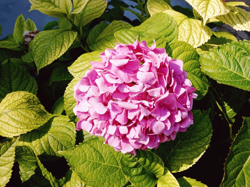 Flowering Branch of a Pink Hydrangea. Stock Image - Image of decoration ...