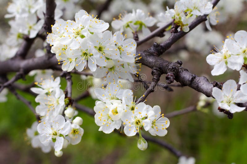 Flowering Branch of Plum Tree. the Small Flowers Stock Image - Image of ...