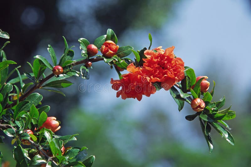 Flowering Branch of Pomegranate Tree Stock Photo - Image of botany ...
