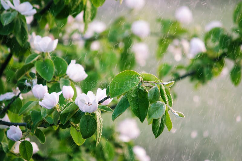Flowering Branch in the Rain. Stock Photo - Image of garden, branches ...