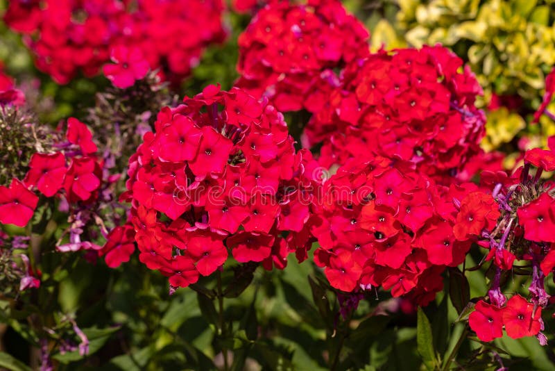 Flowering Branch of Red Phlox in the Garden. Stock Photo - Image of ...