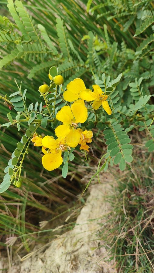 Flowering Branch of Scorpion Senna Plant Stock Image - Image of shrub ...
