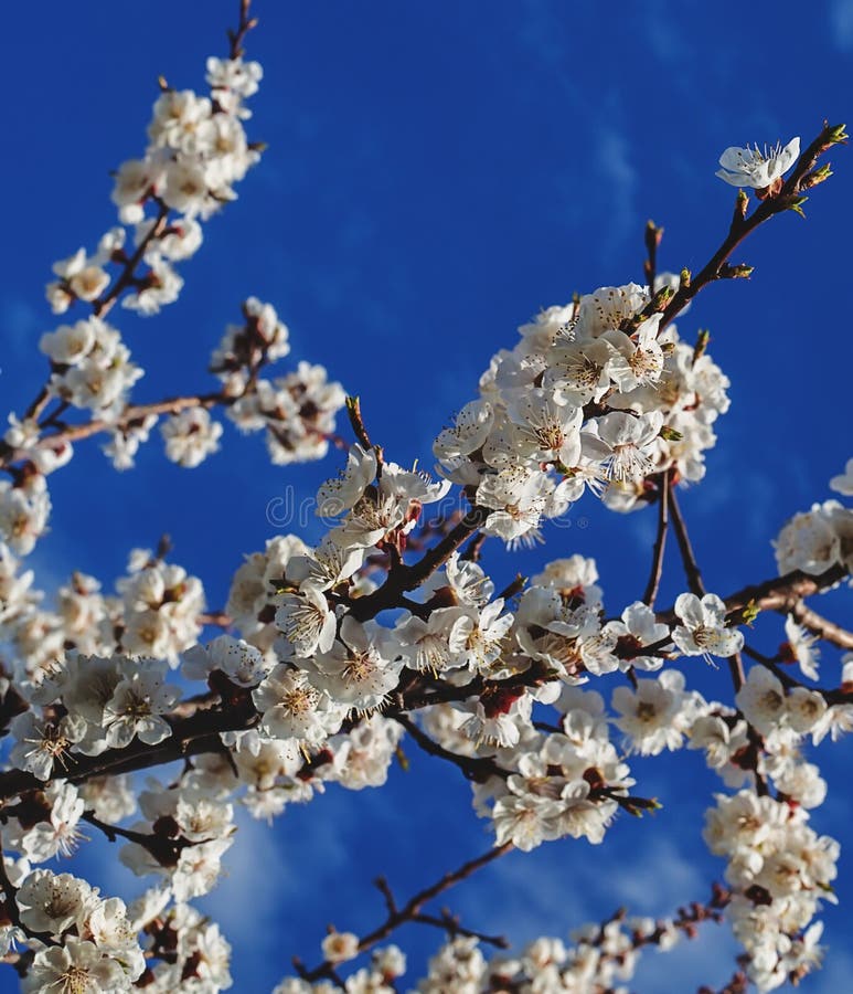 Flowering branch on sky stock image. Image of cherry - 90791401