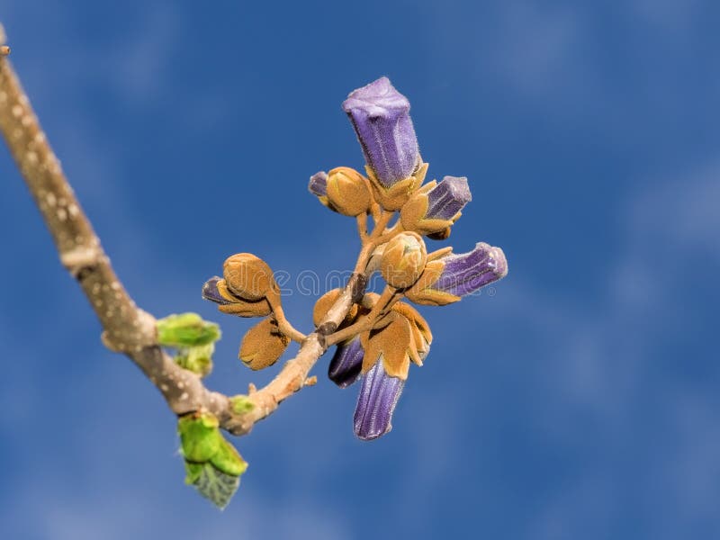 Flowering branch in spring stock photo. Image of flower - 146138976