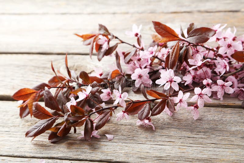 Flowering branch stock image. Image of leaf, beautiful - 57021905