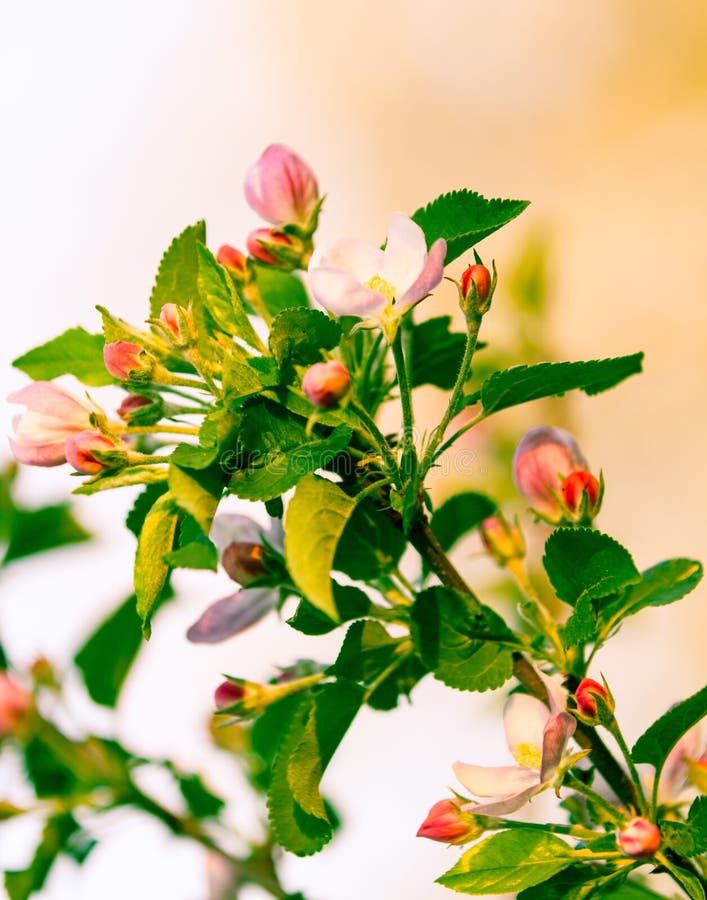 Flowering branch stock photo. Image of season, flower - 39500516