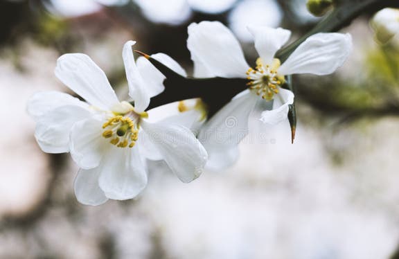 Flowering branch at spring stock image. Image of summer - 377278415
