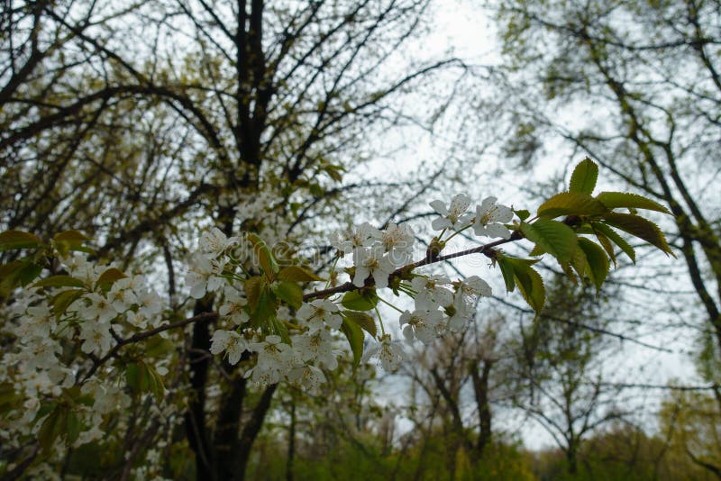 Flowering Branch of Sweet Cherry in April Stock Photo - Image of ...