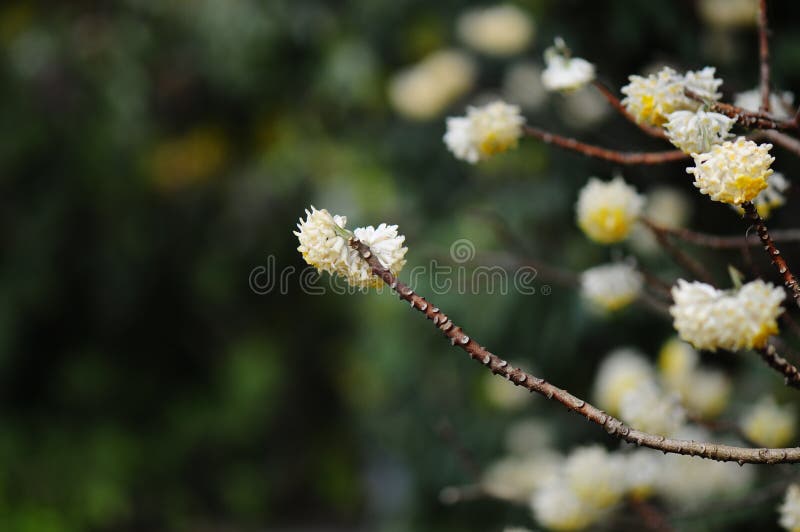 Flowering Branch of a Tree in the Garden at Spring Stock Image - Image ...