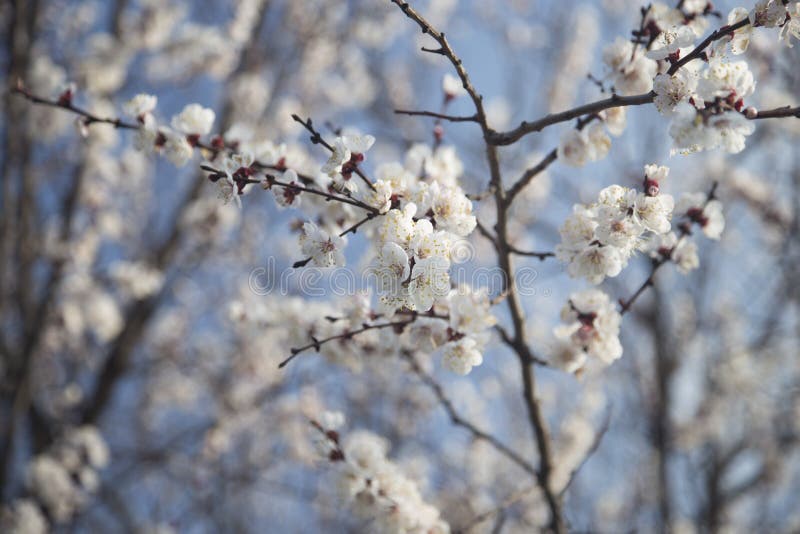 Flowering Branch of the Tree Stock Photo - Image of clear, beautiful ...