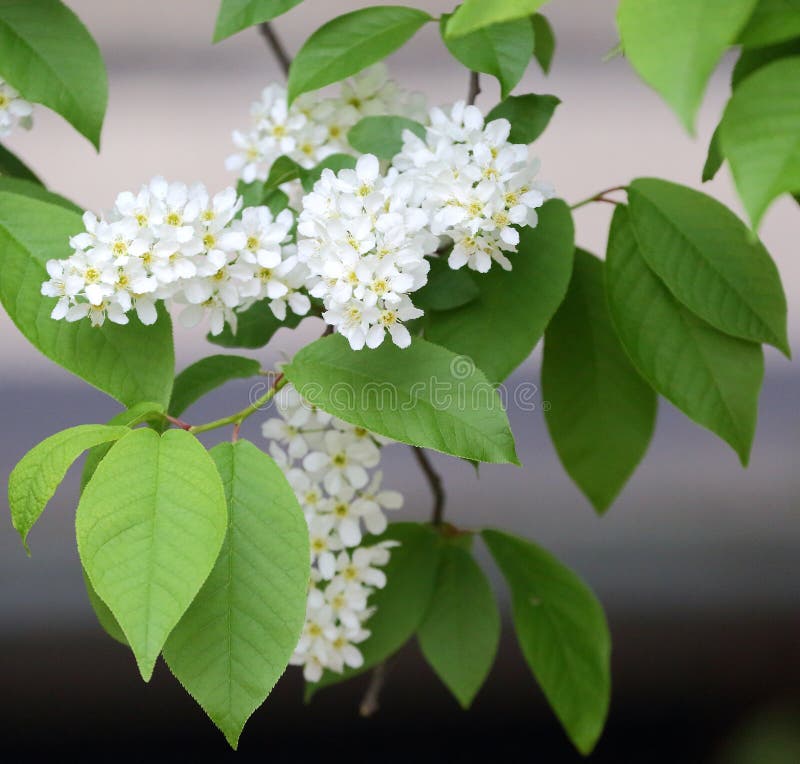 Flowering Branch of White Bird Cherry Stock Image - Image of bloom ...
