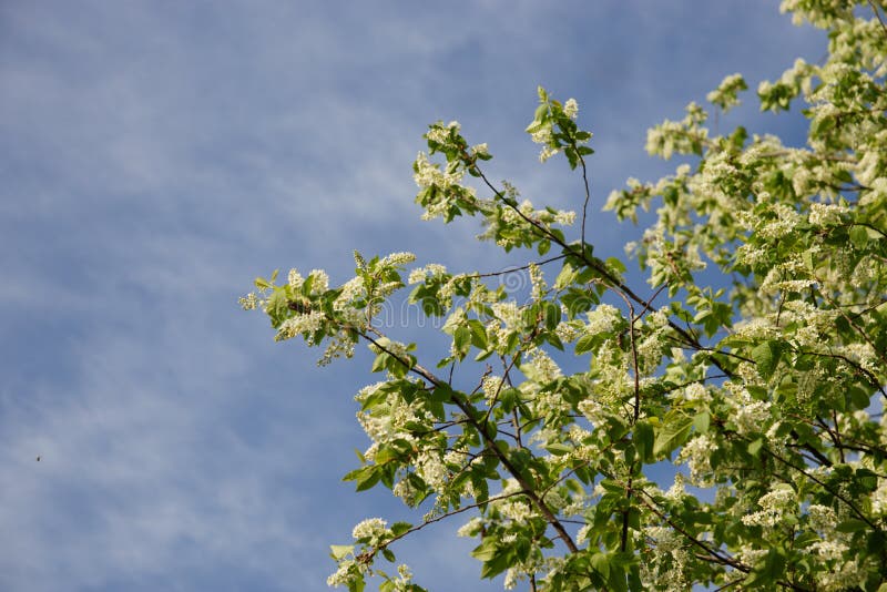 Flowering branch. stock photo. Image of macro, flowers - 51869708
