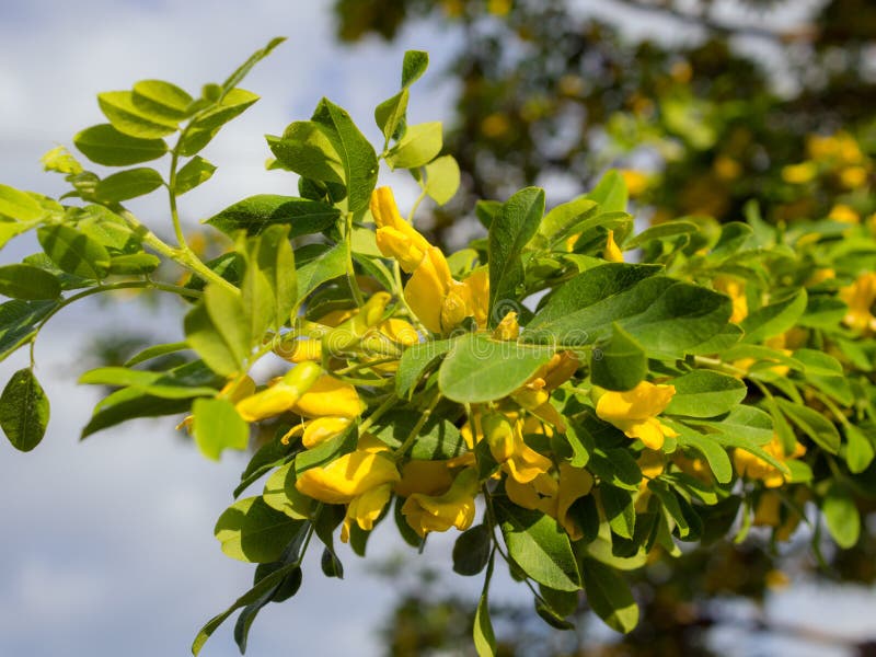 Flowering Branch of Yellow Acacia Stock Photo - Image of flora, yellow ...