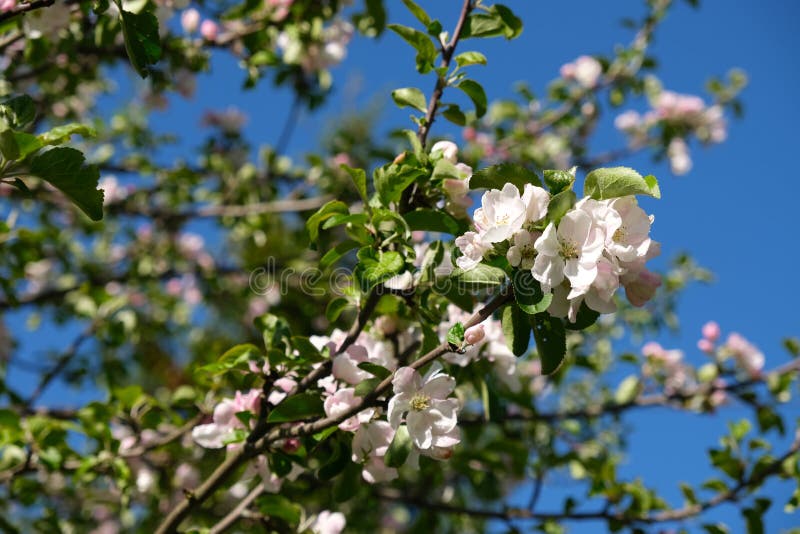 Flowering Branches of an Apple Tree Stock Photo - Image of floral ...