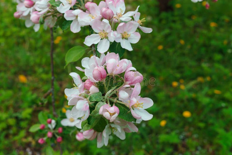 Flowering Branches of Apple Trees, in a Rustic Garden Stock Image ...