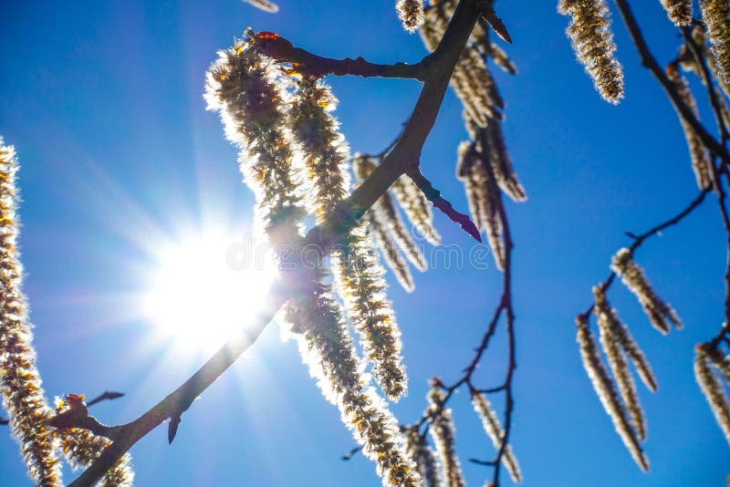 Flowering Branches of the Aspen Tree with Earrings in Early Spring ...
