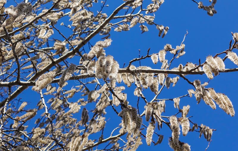 Flowering Branches of the Aspen Tree with Earrings in Early Spring ...