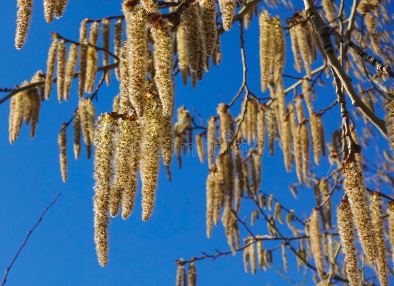 Flowering Branches of the Aspen Tree with Earrings in Early Spring ...
