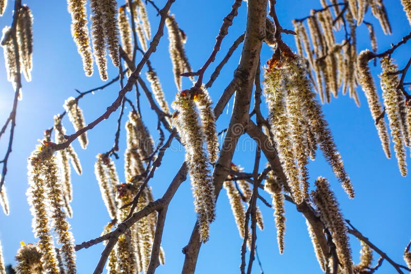 Flowering Branches of the Aspen Tree with Earrings in Early Spring ...