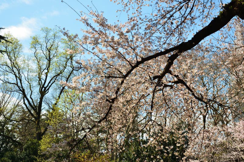 Flowering branches stock photo. Image of blue, outdoor - 198640052