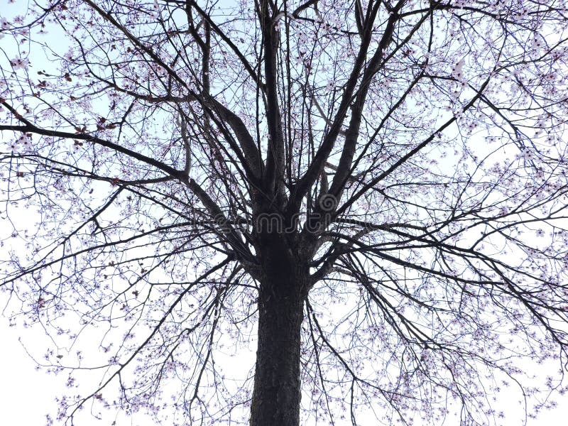 Flowering Branches of Cherry Tree. Textures. Background. Stock Image ...