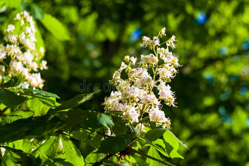 Flowering Branches of Chestnut Castanea Sativa Tree, and Bright Blue ...