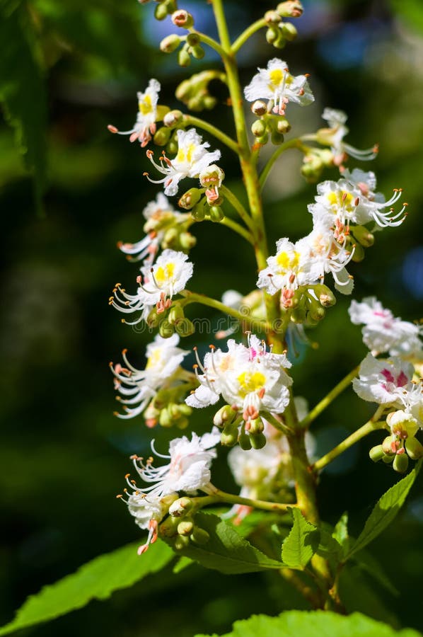 Flowering Branches of Chestnut Castanea Sativa Tree, and Bright Blue ...